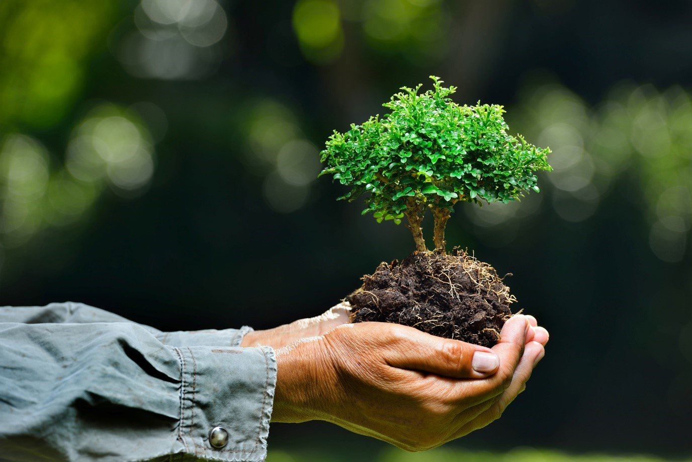 World Environment Day Importance – 5 Ways To Save The Environment